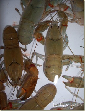 How to Cook Live Australian Yabbies - Belly Rumbles